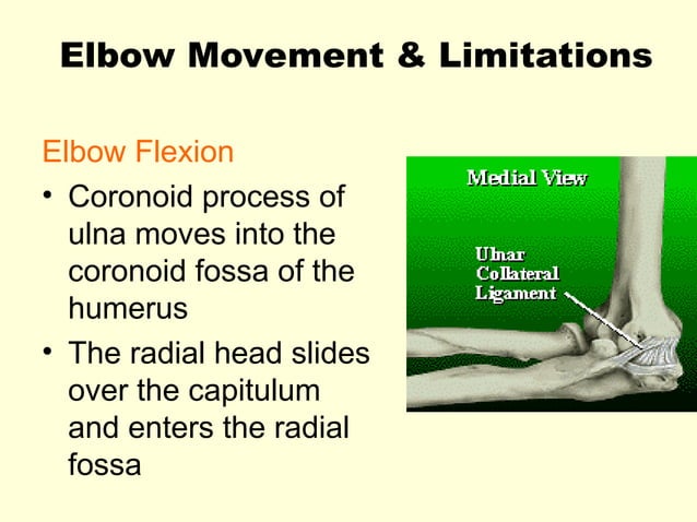 Elbow Anatomy Elbow Anatomy Elbow Anatomy | PPT