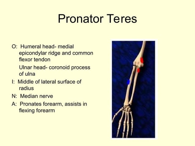 Elbow Anatomy Elbow Anatomy Elbow Anatomy | PPT