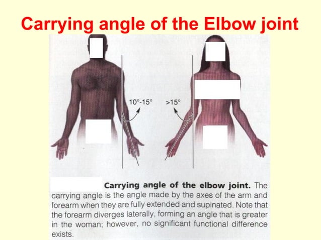 Elbow Anatomy Elbow Anatomy Elbow Anatomy | PPT