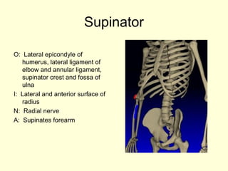 Elbow Anatomy Elbow Anatomy Elbow Anatomy | PPT