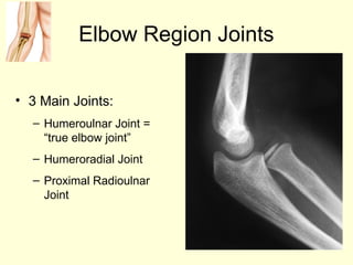 Elbow Anatomy Elbow Anatomy Elbow Anatomy | PPT