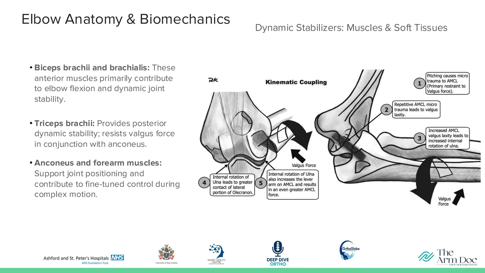 Elbow Anatomy & Biomechanics and related pathologies | PDF