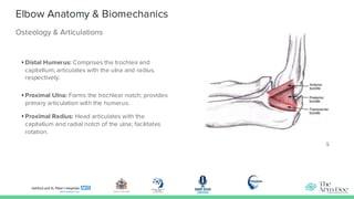 Elbow Anatomy & Biomechanics and related pathologies | PDF