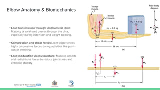 Elbow Anatomy & Biomechanics and related pathologies | PDF