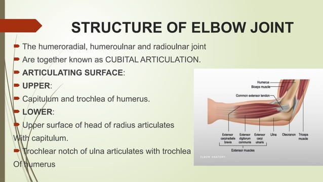 ELBOW AND WRIST their mechanics and muscle .pptx