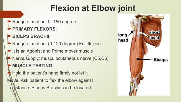 ELBOW AND WRIST their mechanics and muscle .pptx