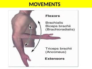 Anatomy of upper limb - elbow and wrist joint.pptx