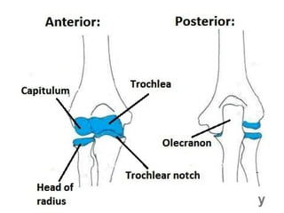 Anatomy of upper limb - elbow and wrist joint.pptx