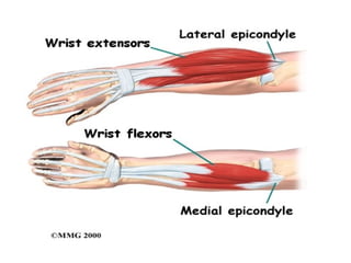 Anatomy of upper limb - elbow and wrist joint.pptx