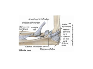 Anatomy of upper limb - elbow and wrist joint.pptx