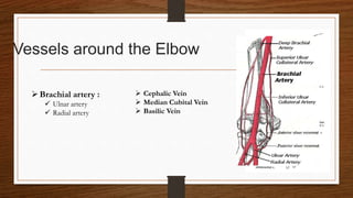 ELBOW Orthopedic Surgical Approaches | PPTX | Death, Injury, or ...