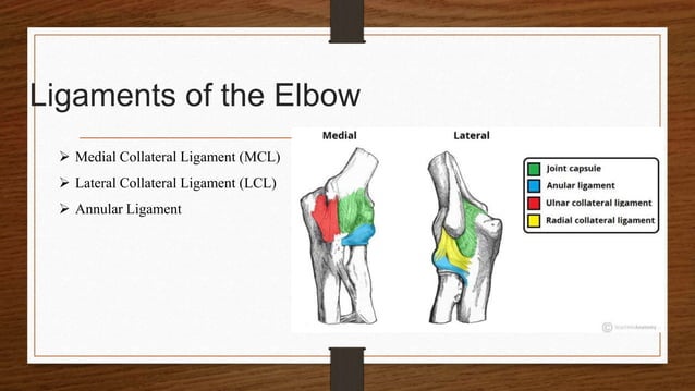 ELBOW Orthopedic Surgical Approaches | PPTX | Death, Injury, or ...