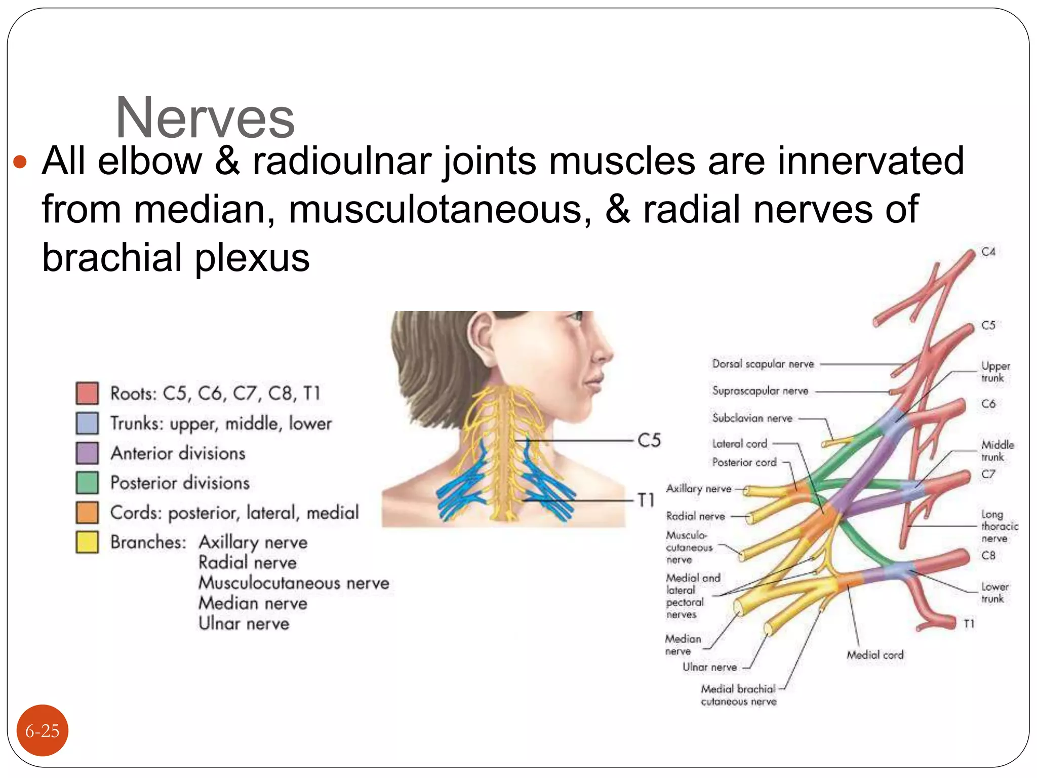 BIOMECHANICS OF ELBOW COMPLEX | PPTX