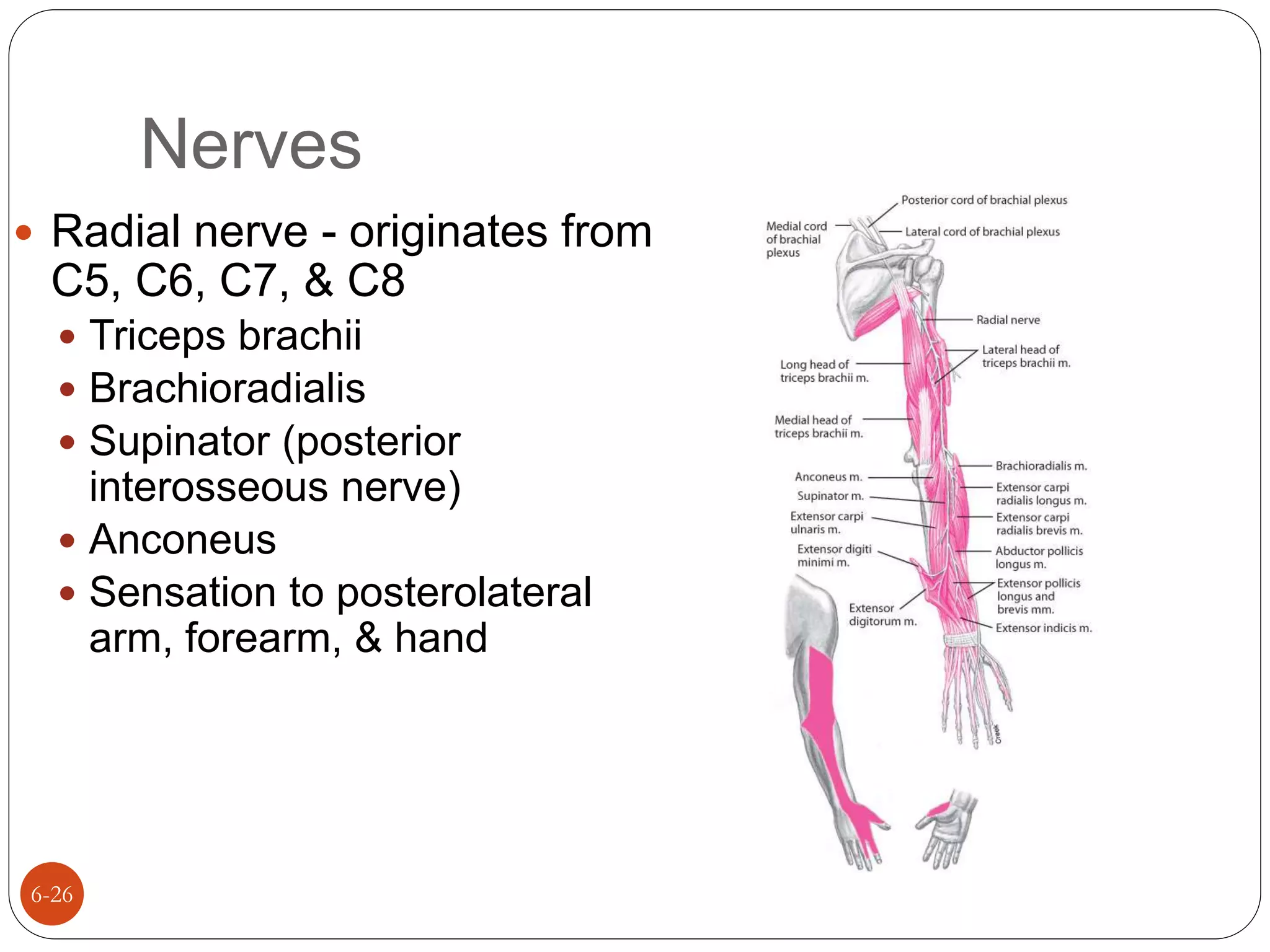 BIOMECHANICS OF ELBOW COMPLEX | PPTX