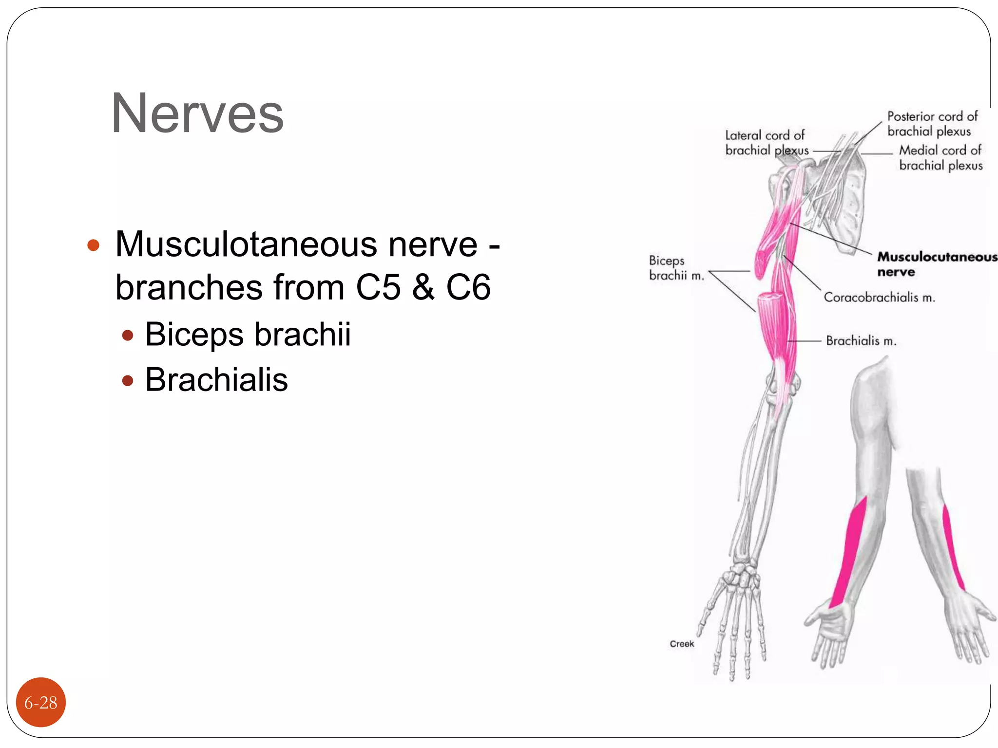 BIOMECHANICS OF ELBOW COMPLEX | PPTX