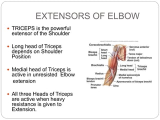 BIOMECHANICS OF ELBOW COMPLEX | PPTX