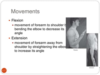 BIOMECHANICS OF ELBOW COMPLEX | PPTX