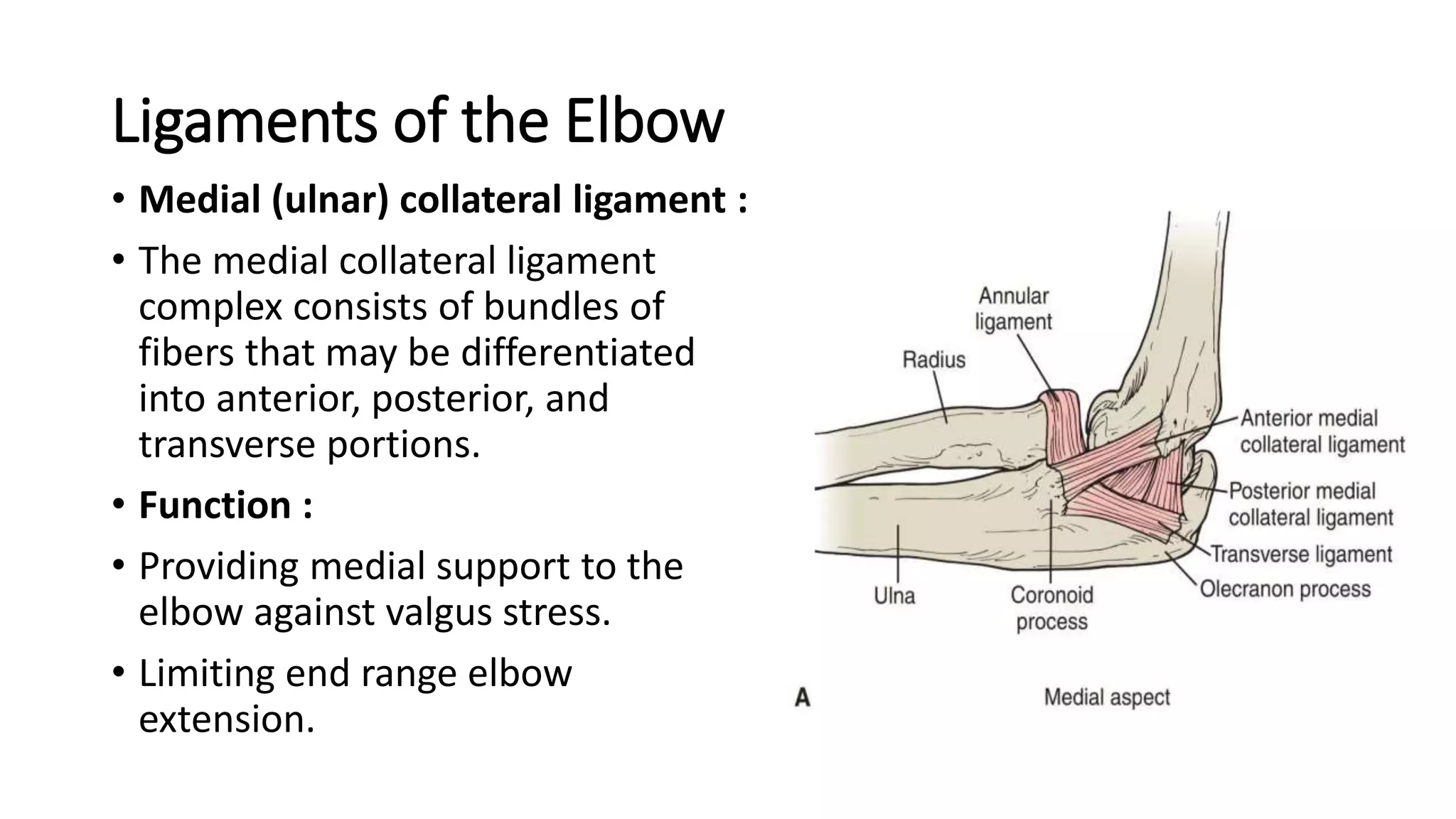 elbow biomechanics and Pathomechanics.pptx