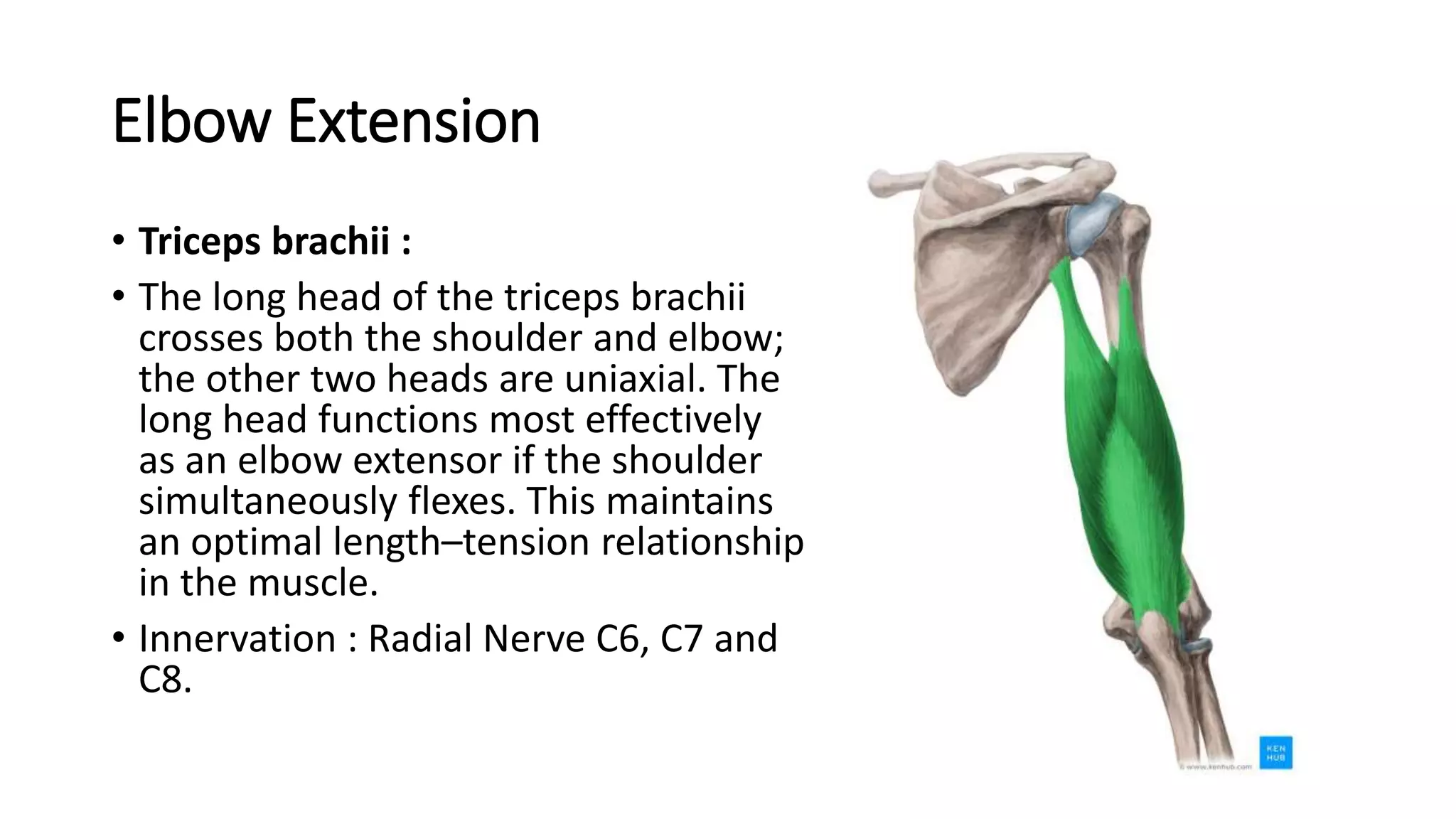 elbow biomechanics and Pathomechanics.pptx