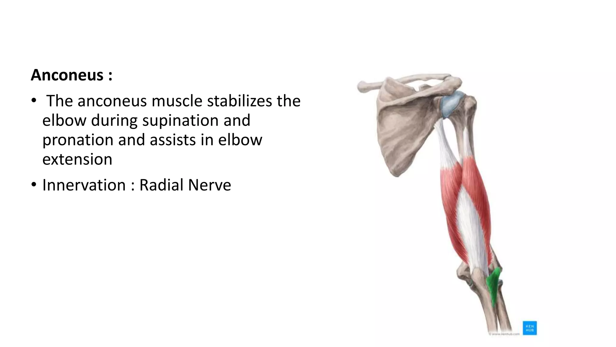 elbow biomechanics and Pathomechanics.pptx