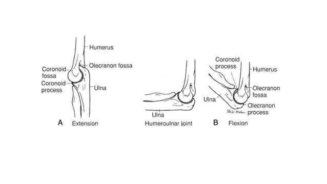 elbow biomechanics and Pathomechanics.pptx | Death, Injury, or Military ...