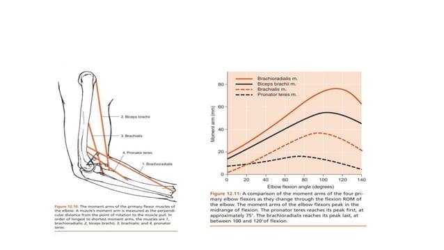elbow biomechanics and Pathomechanics.pptx | Death, Injury, or Military ...
