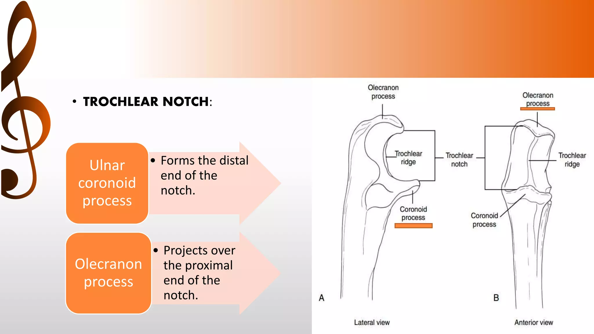 Elbow complex (Biomechanics) | PPTX