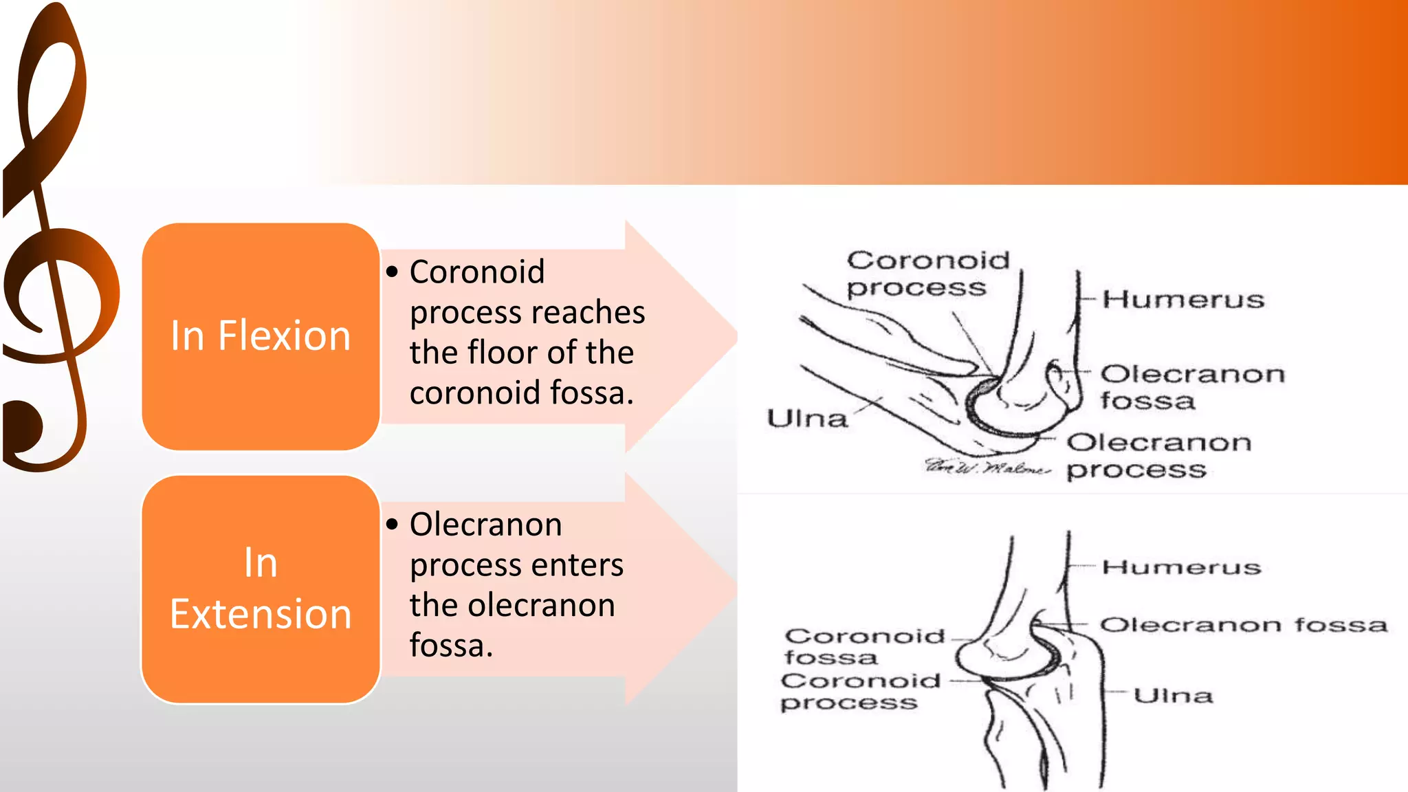 Elbow complex (Biomechanics) | PPTX
