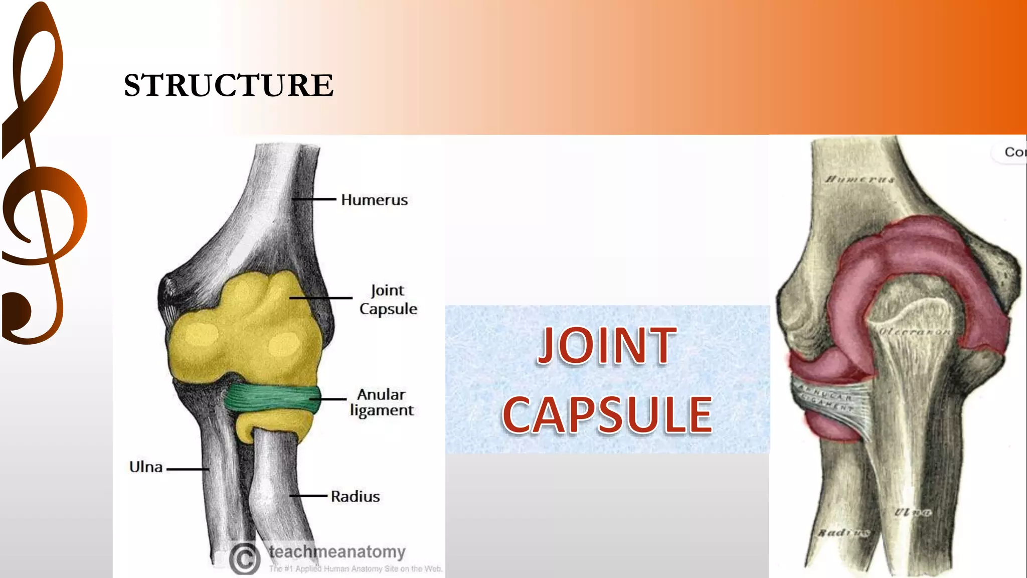 Elbow complex (Biomechanics) | PPTX