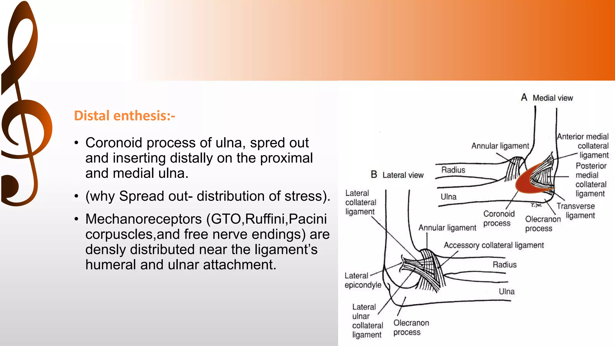 Elbow complex (Biomechanics) | PPTX
