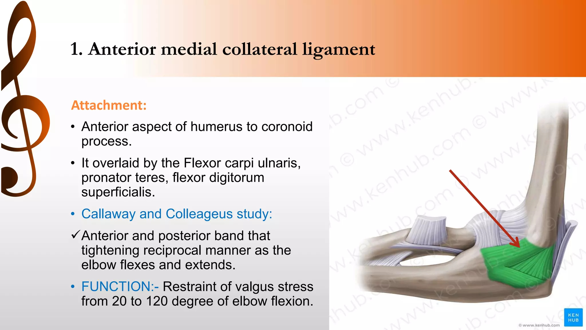 Elbow complex (Biomechanics) | PPTX