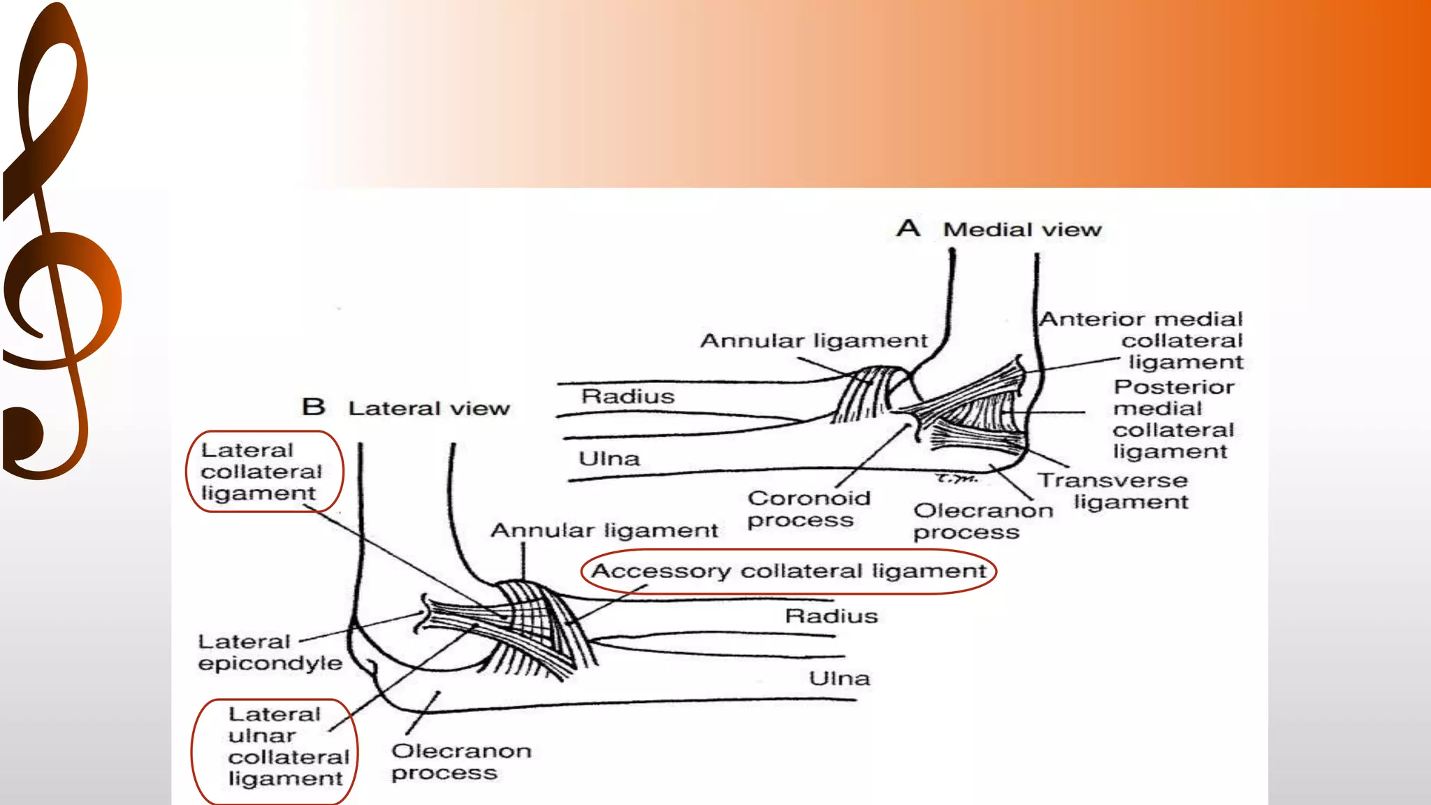 Elbow complex (Biomechanics) | PPTX