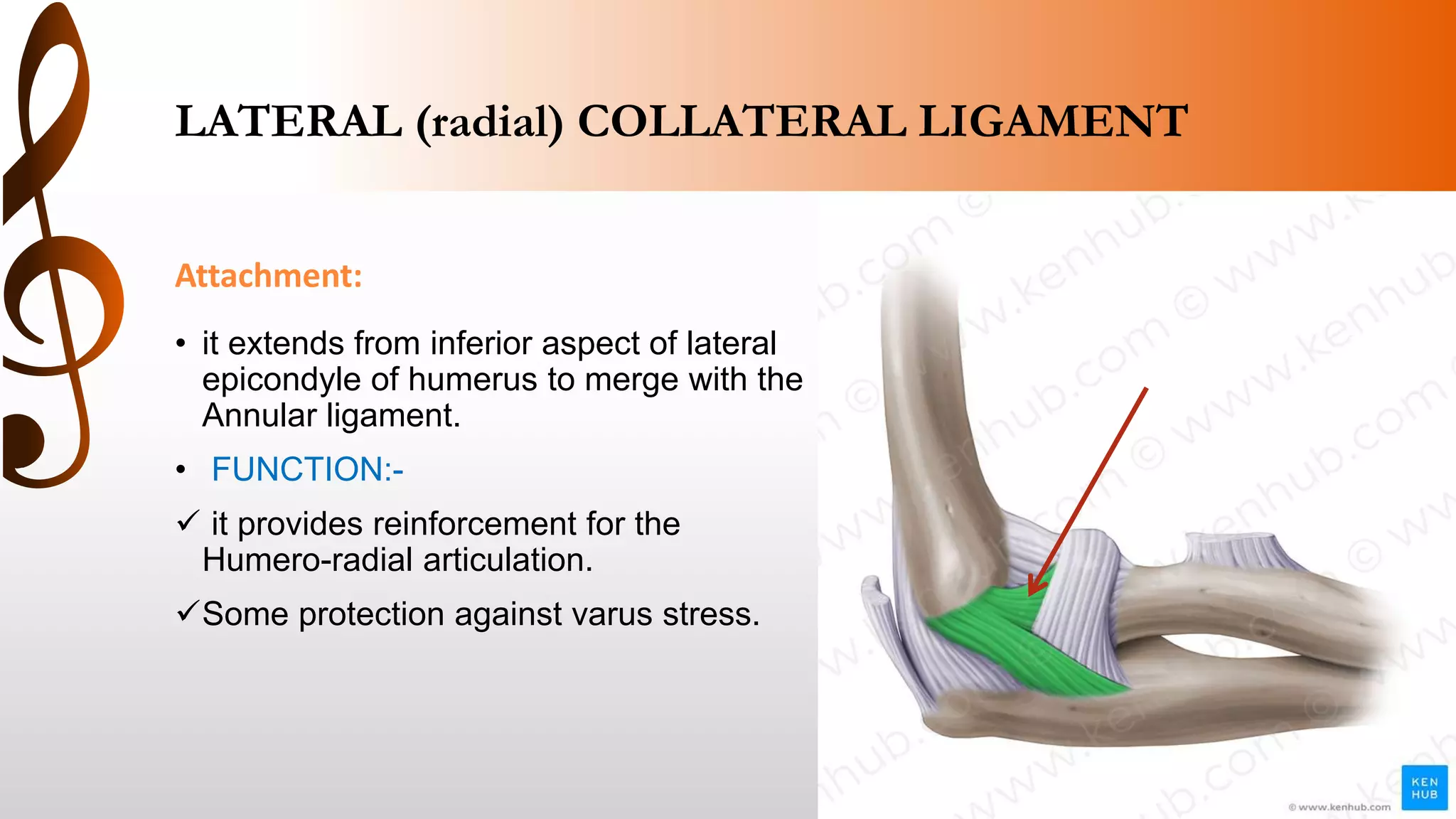 Elbow complex (Biomechanics) | PPTX