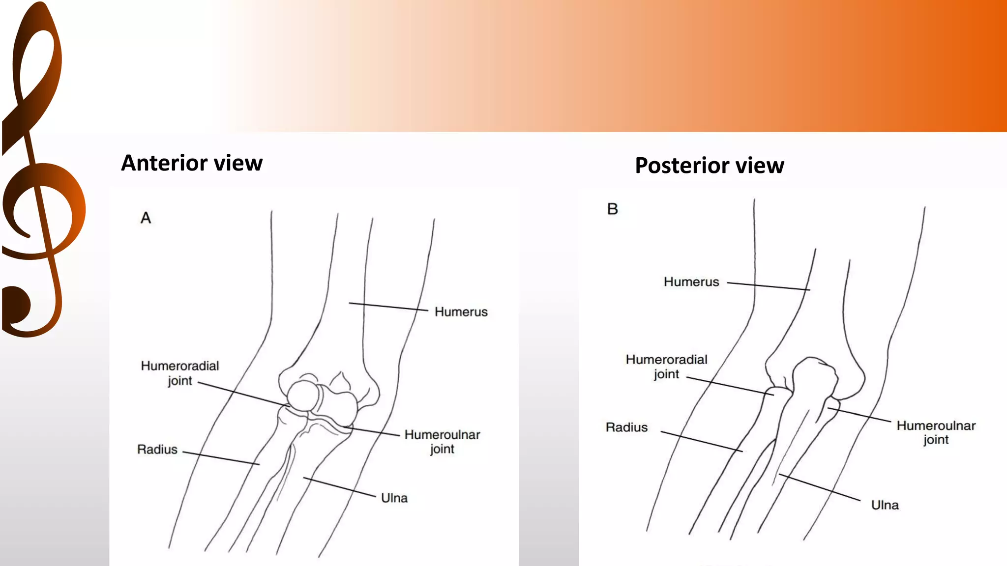 Elbow complex (Biomechanics) | PPTX