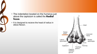 Elbow complex (Biomechanics) | PPTX