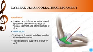 Elbow complex (Biomechanics) | PPTX