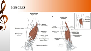 Elbow complex (Biomechanics) | PPTX