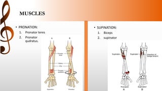 Elbow complex (Biomechanics) | PPTX