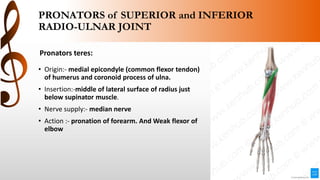 Elbow complex (Biomechanics) | PPTX