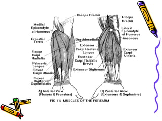 ELBOW COMPLEX.ppt