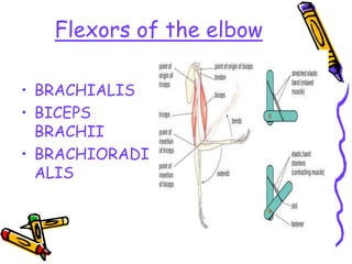 ELBOW COMPLEX.ppt | Death, Injury, or Military Conflict | Sensitive Topics