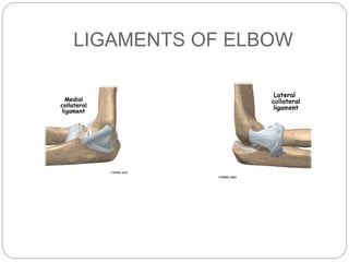 Elbow Complex .ppt