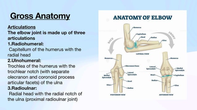 Elbow dislocation treatment options and recovery time | PPT