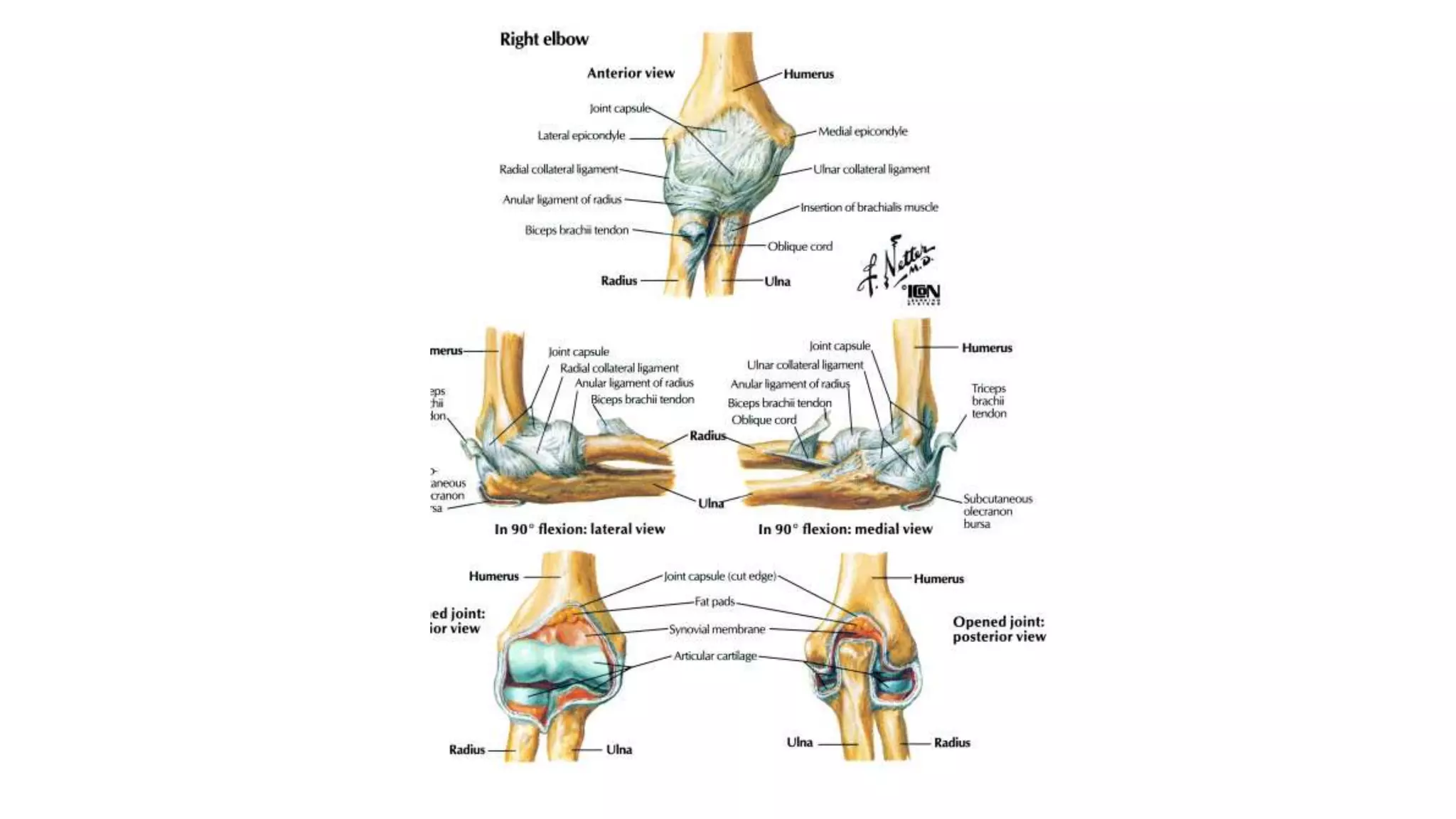 Elbow dislocations | PPTX