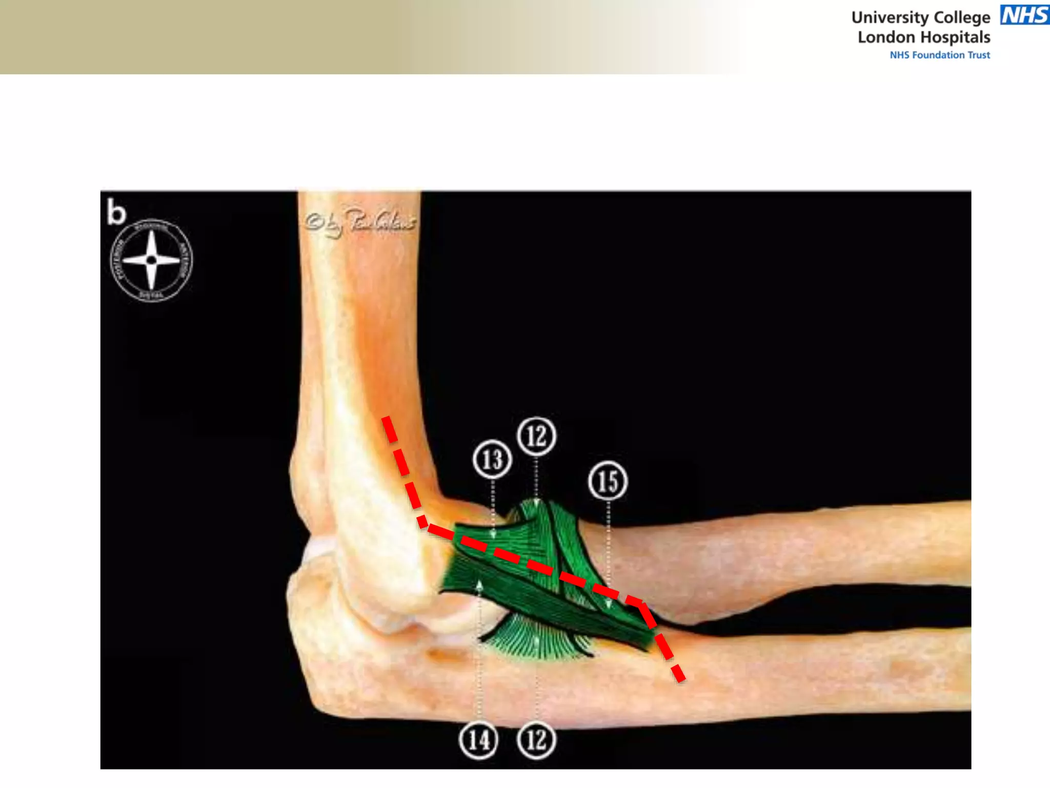 Elbow examination | PPTX
