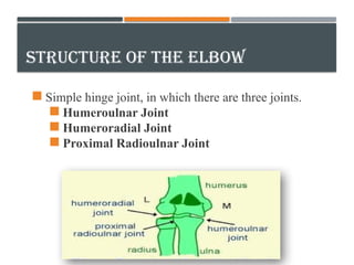 elbow and forearms a lec of doctor of physiotherapy | PPTX