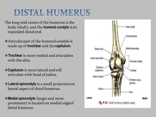 Elbow joint with applied anatomy | PPTX