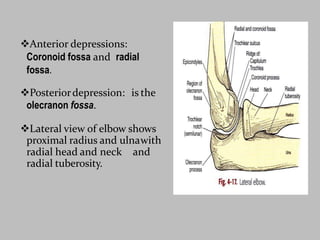 Elbow joint with applied anatomy | PPTX