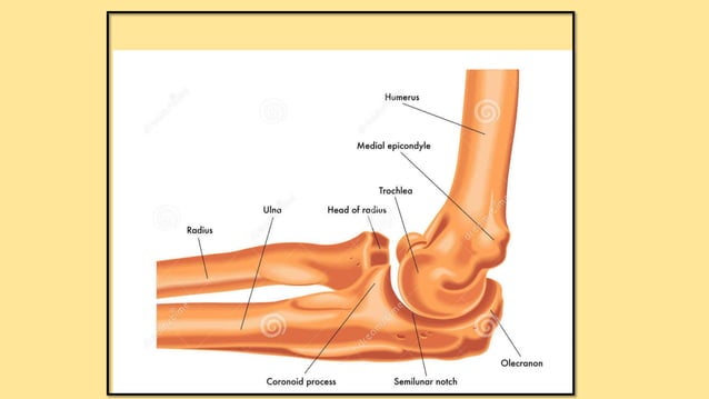 Elbow joint anatomy | PPTX | Death, Injury, or Military Conflict ...