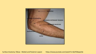 Olecranon Process Surface Anatomy
